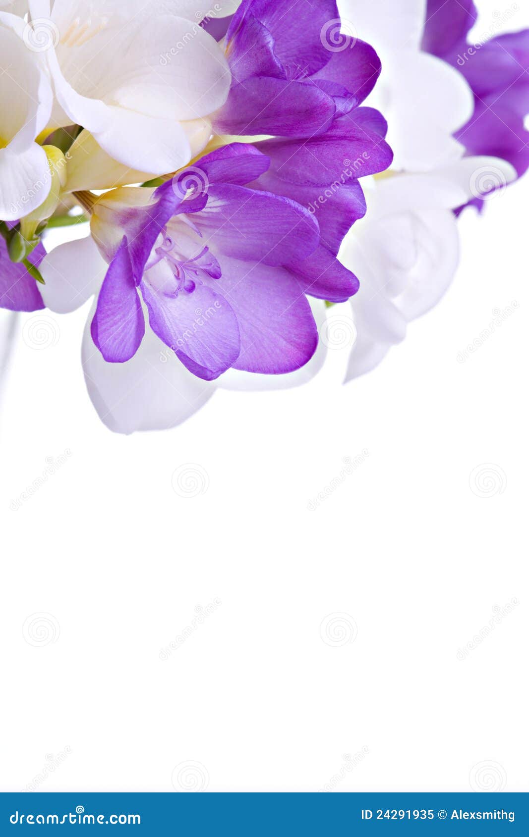 Fresh fresia flowers stock image. Image of grass, lilac - 24291935