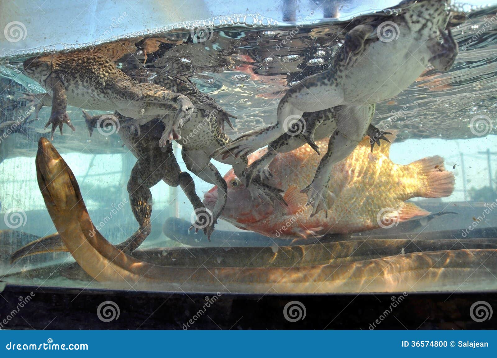 Fresh Frogs in a Fish Market Stock Photo - Image of mollusc, fish: 36574800