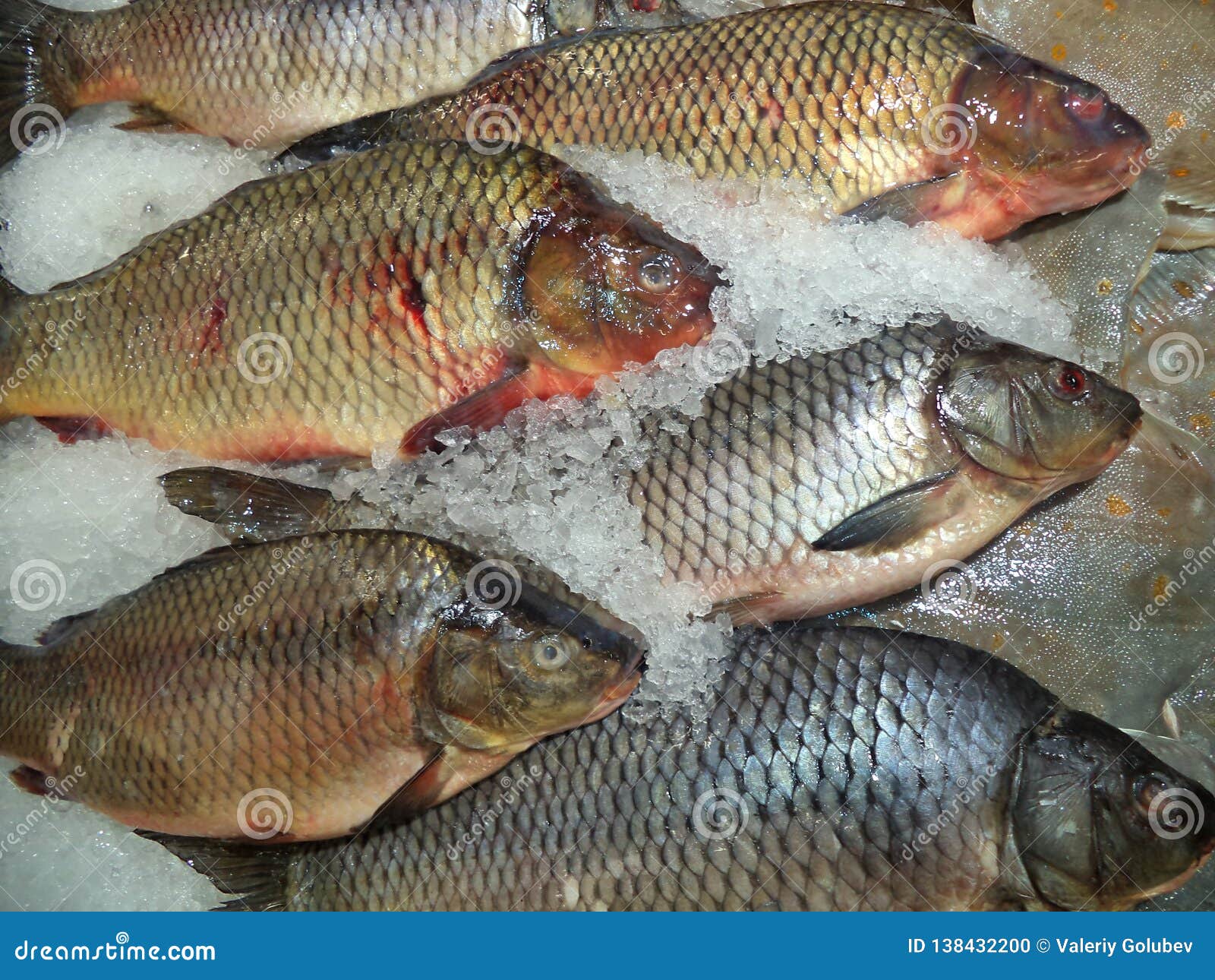 Fresh frozen carp fish stock photo. Image of catch, animal - 138432200