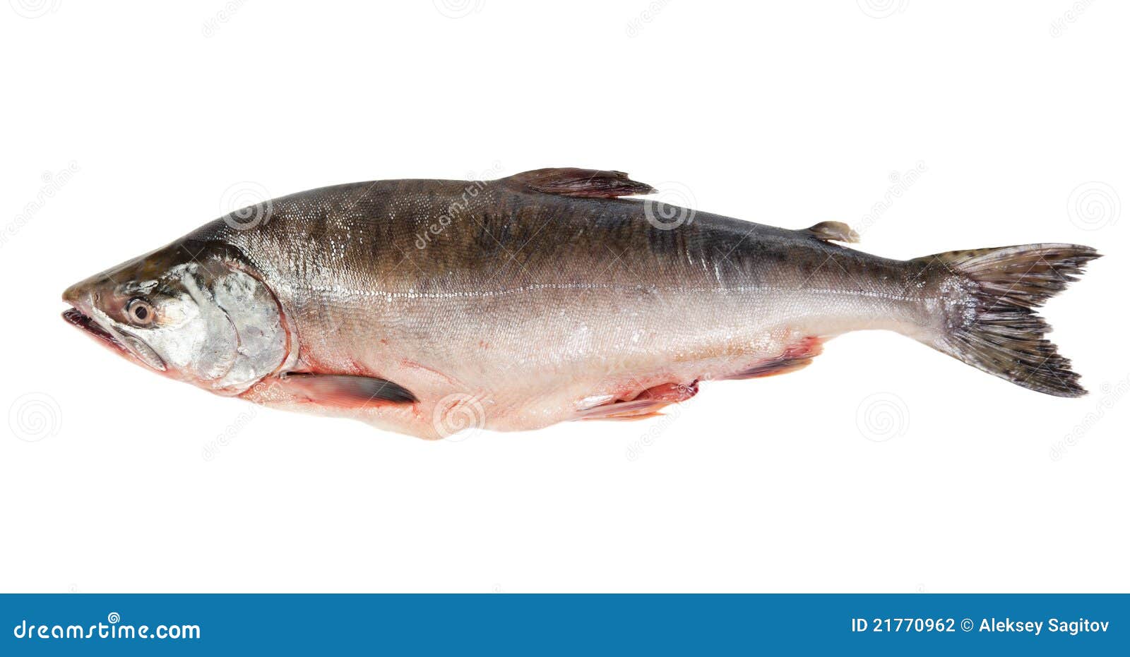 Frozen Fish Silver Carp In Refrigerator Food Mall Counter Background ...