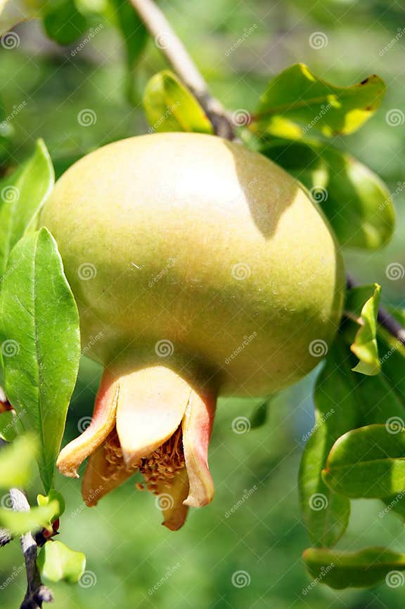 Fresh fruit stock photo. Image of delicious, grenadine - 20481396