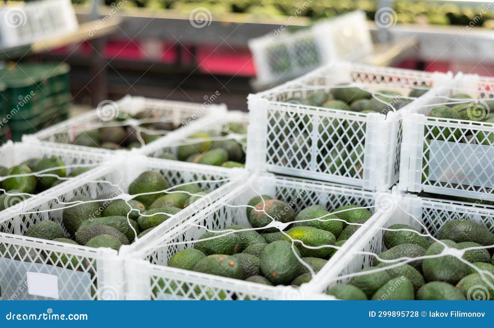 Fresh Fruit Avocado in Crates after Packaging, Warehouse at Mango ...