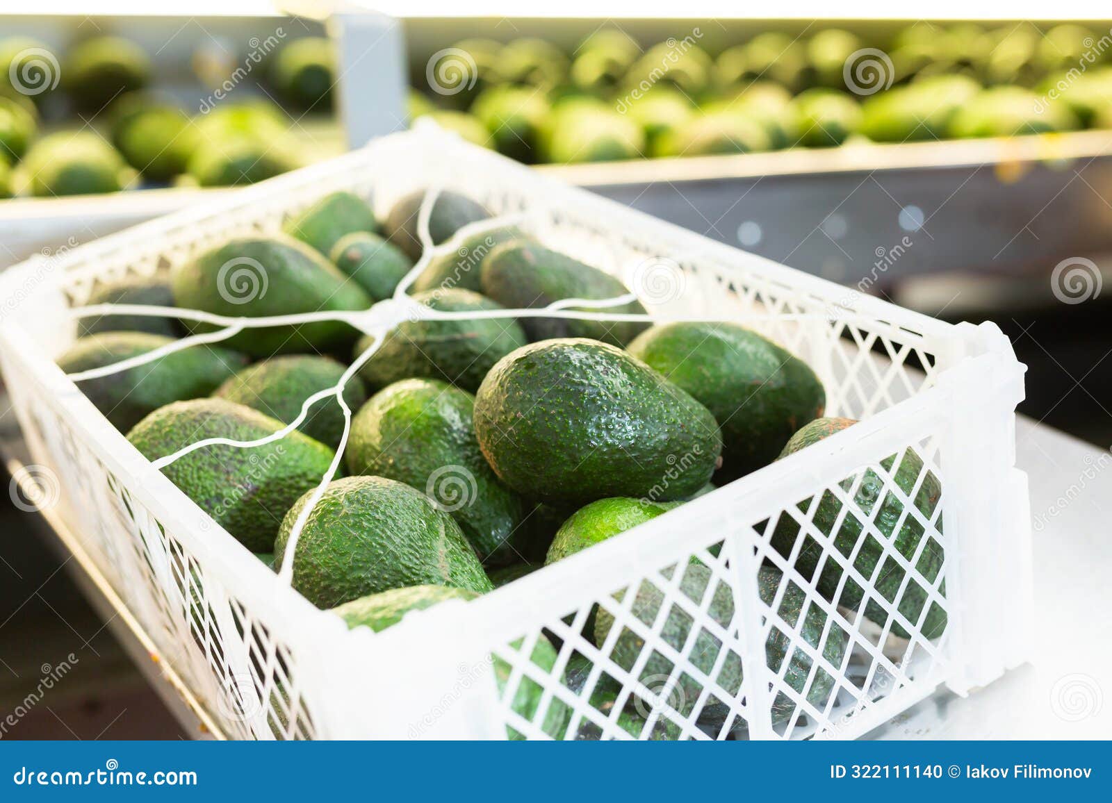 Fresh Fruit Avocado in Crates after Packaging, Warehouse at Mango ...