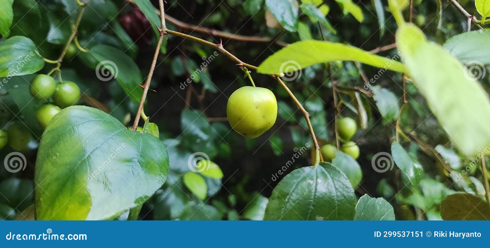 Fresh Fruit from the Bidara Tree Stock Image - Image of bidara, fresh ...
