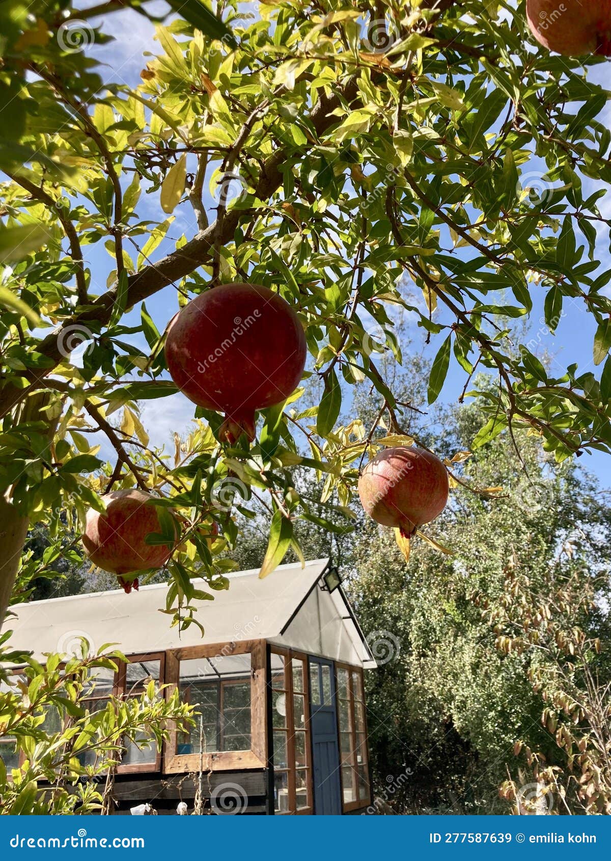 Fresh fruit stock image. Image of farming, garden, granate - 277587639