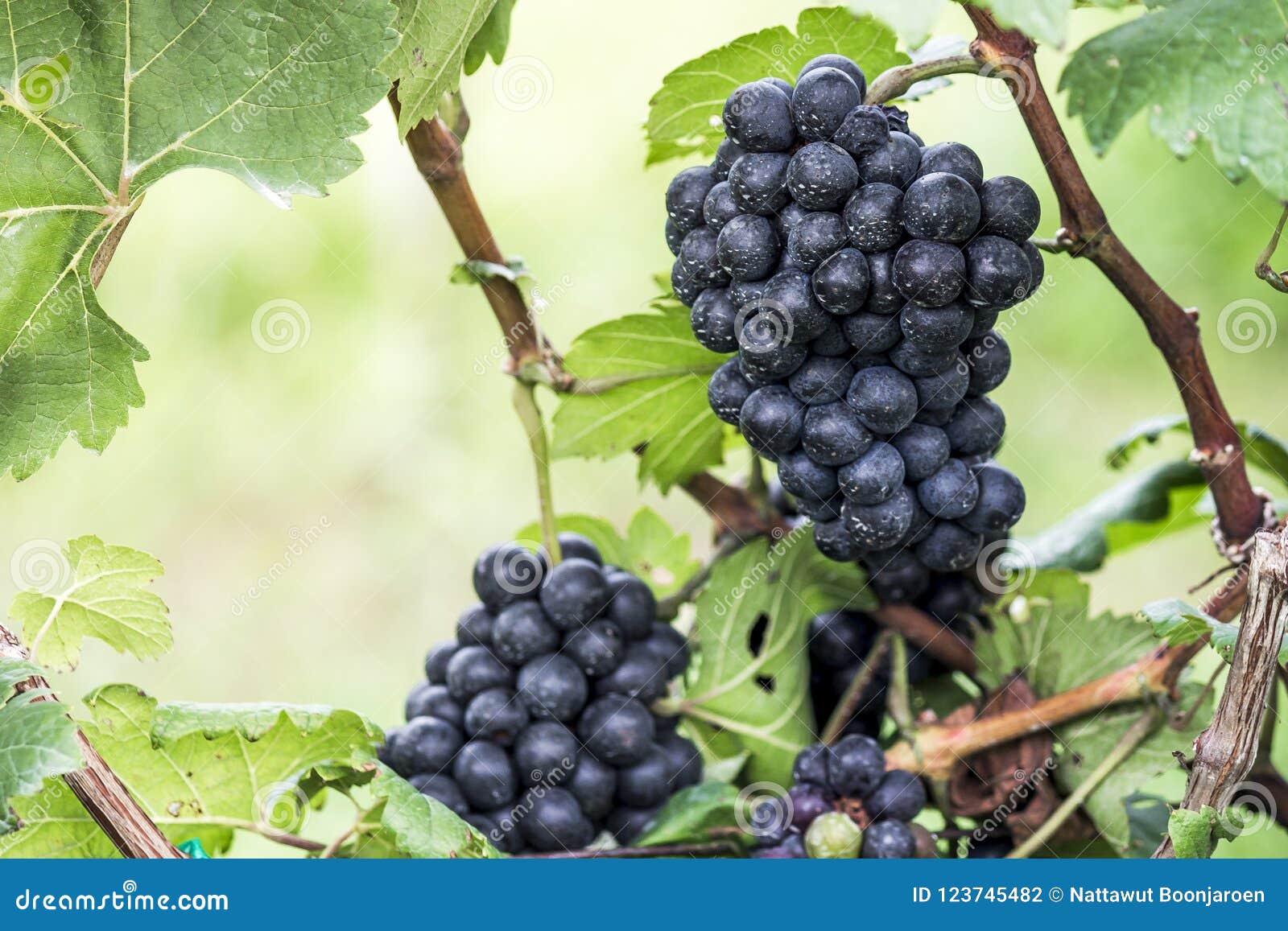 Grape ripened in the fall. stock photo. Image of country - 123745482