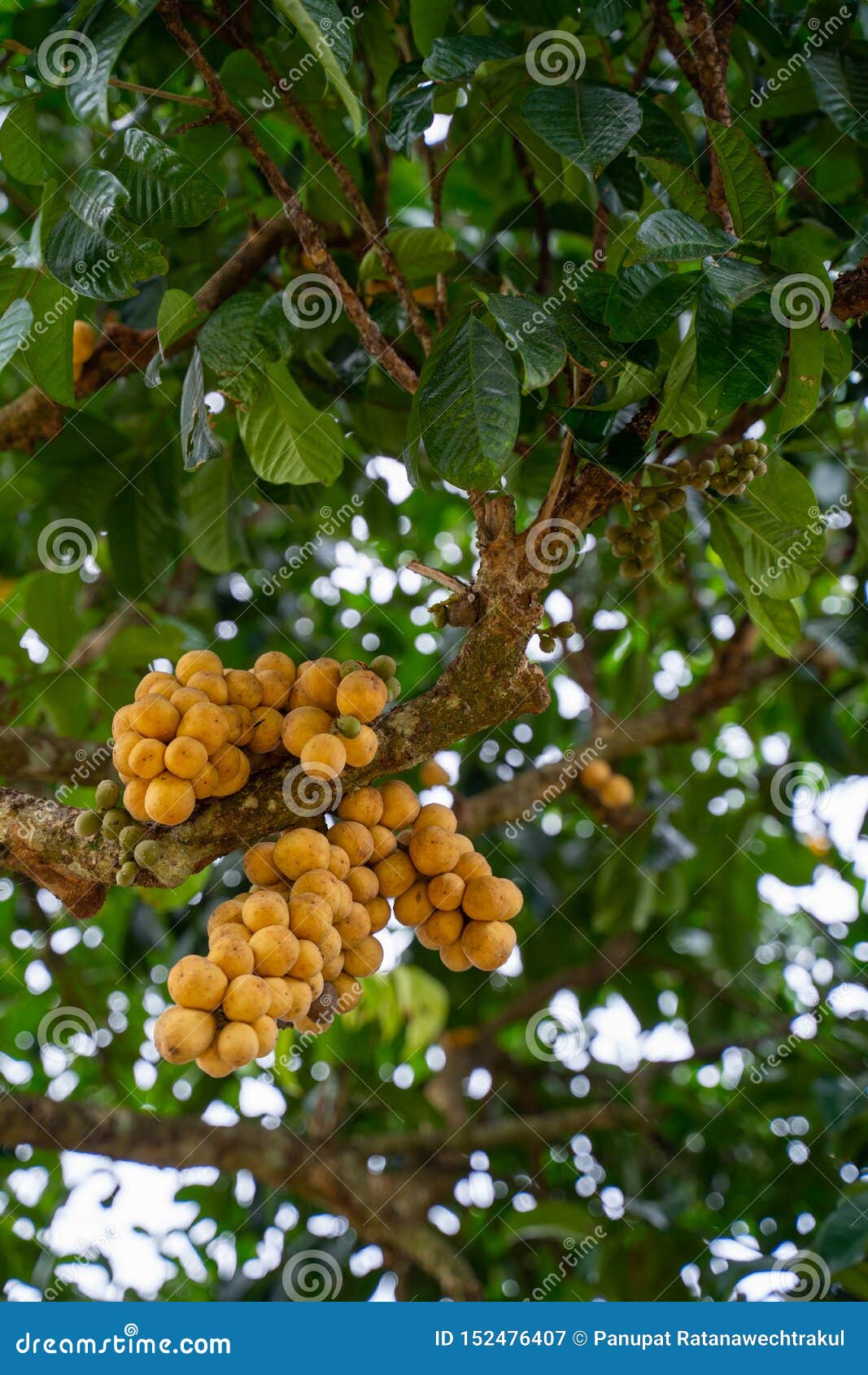 A Fresh Fruit Longkong and Leaf on the Longkong Tree in the Harvest ...