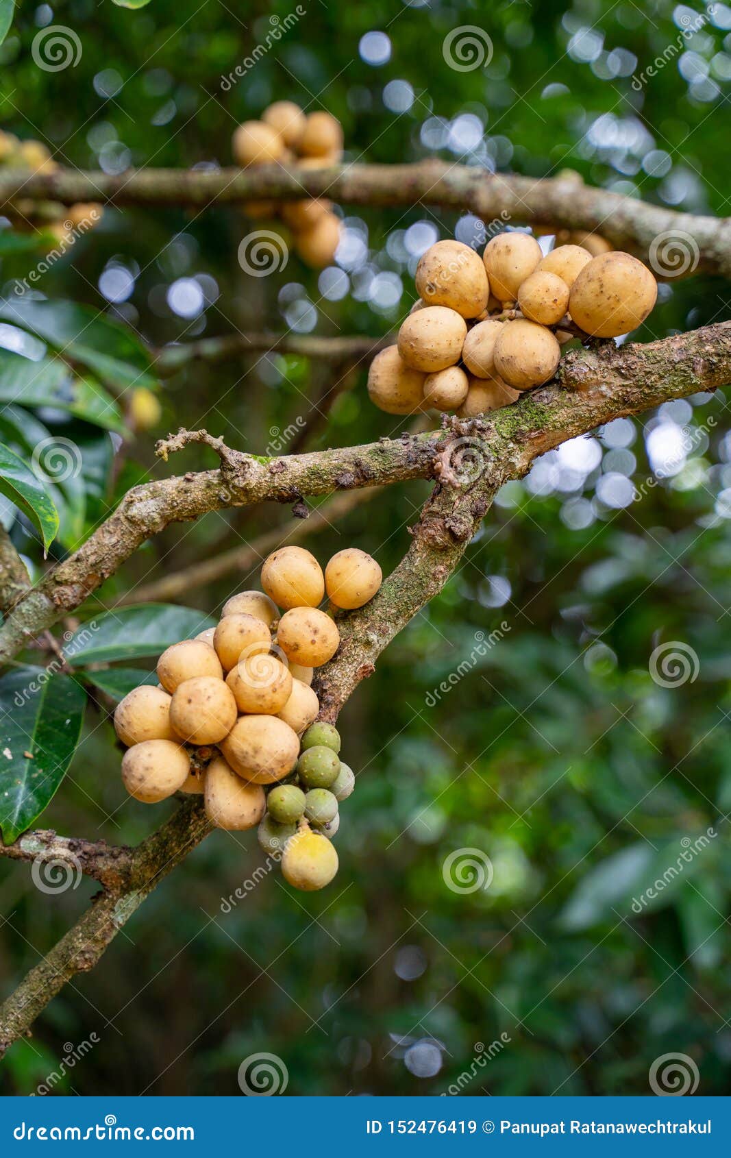 A Fresh Fruit Longkong and Leaf on the Longkong Tree in the Harvest ...