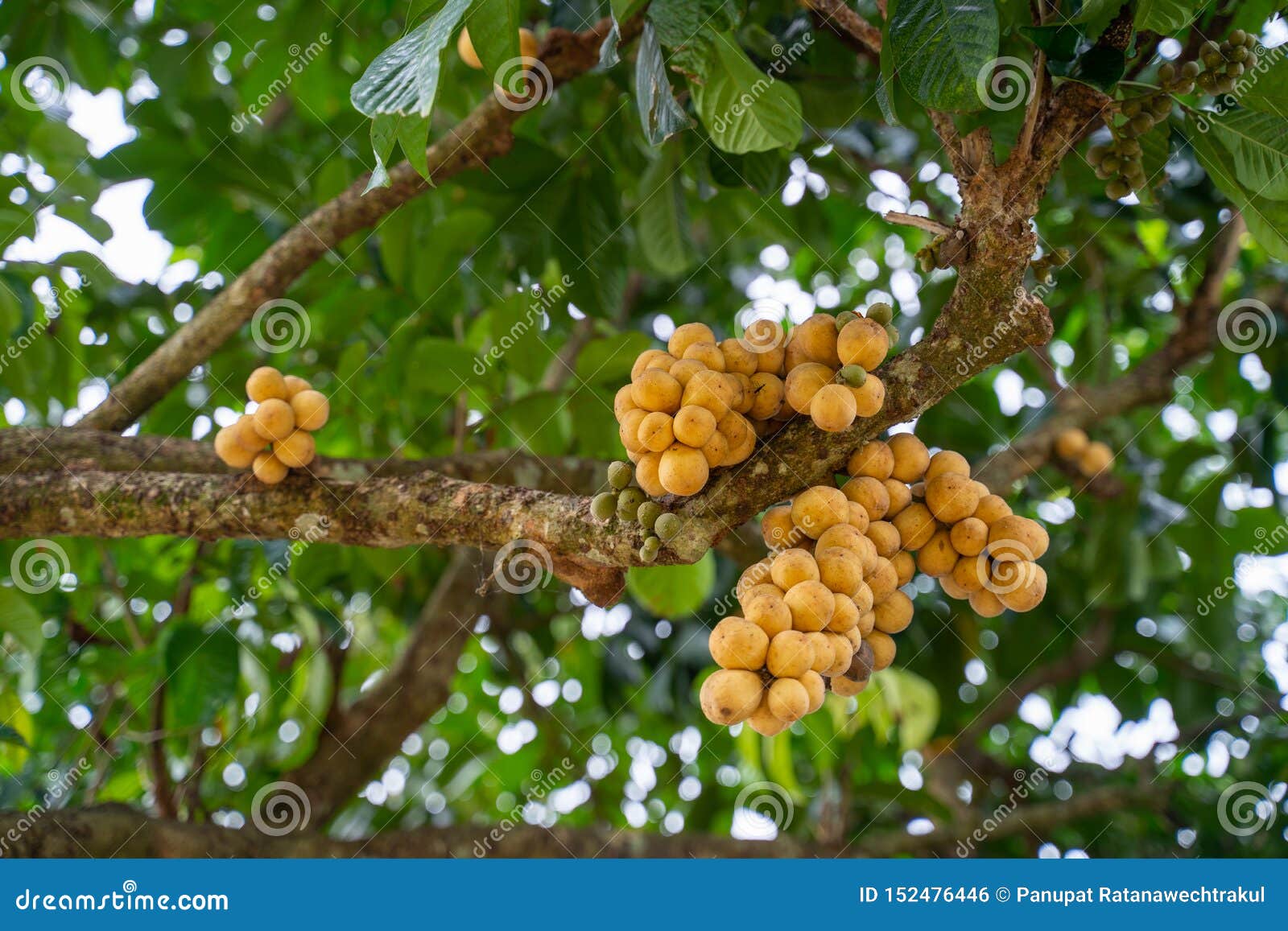 A Fresh Fruit Longkong and Leaf on the Longkong Tree in the Harvest ...