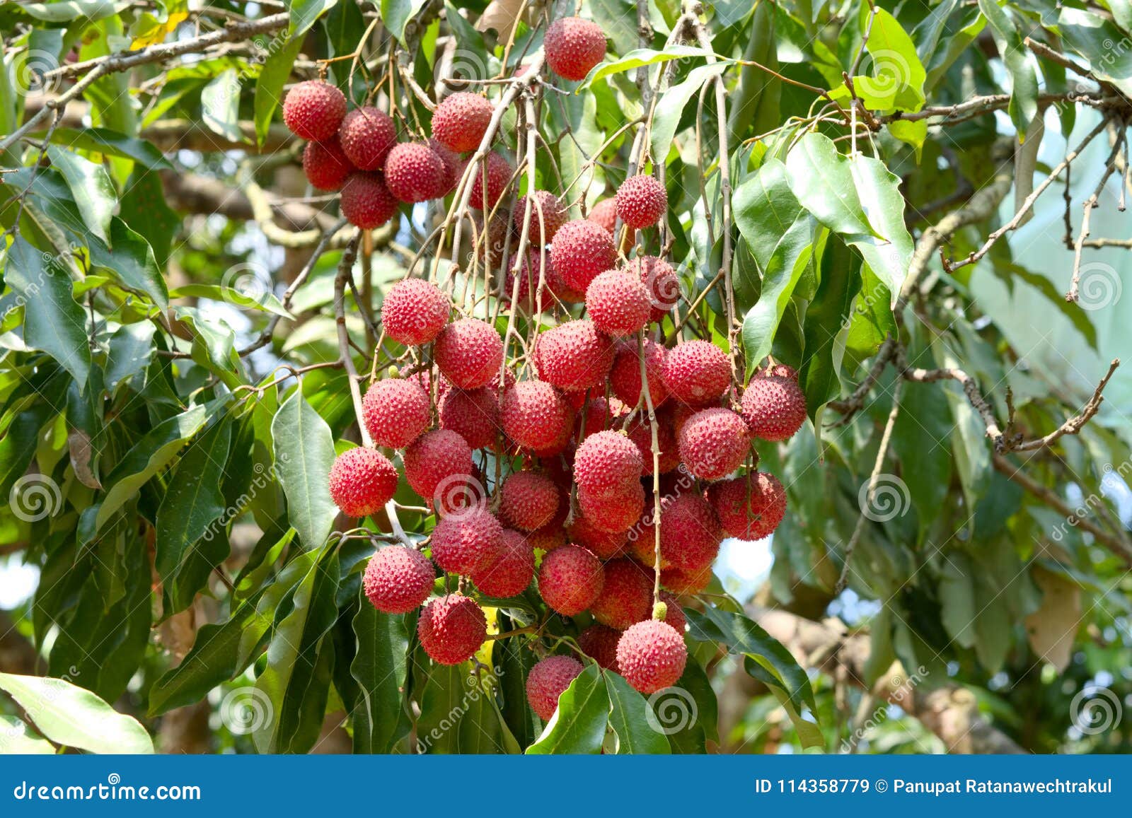 A Fresh Fruit Lychee and Leaf on the Lychee Tree. Stock Image - Image ...
