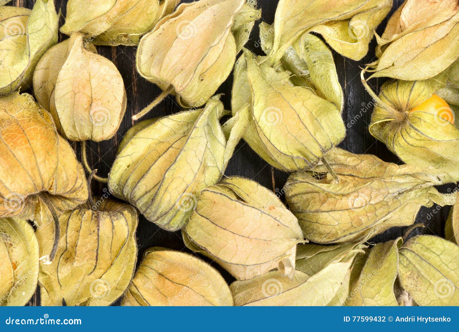 Fresh fruit physalis stock photo. Image of chinese, fresh - 77599432