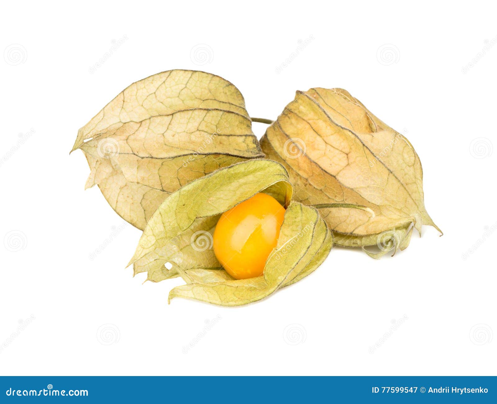 Fresh fruit physalis stock image. Image of background - 77599547