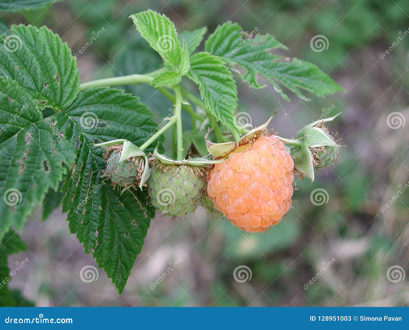 Fresh Fruit of Rubus Idaeus Stock Image - Image of leaves, berries ...