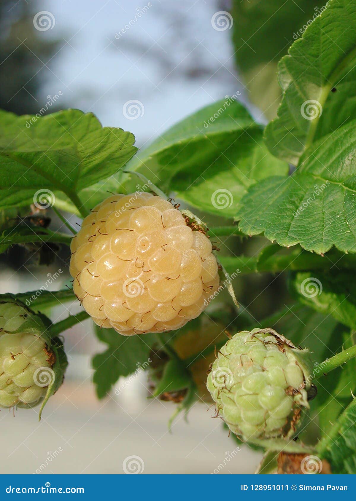 Fresh Fruit of Rubus Idaeus Stock Image - Image of perennial, food ...