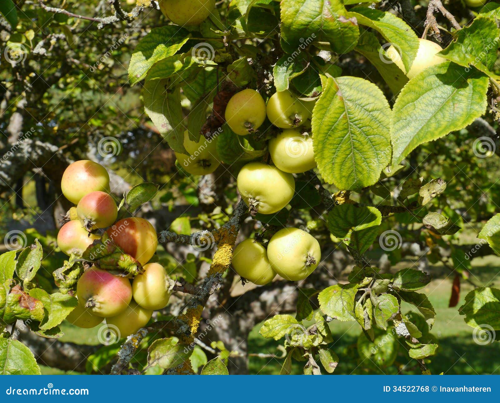 Fresh fruit in a tree stock photo. Image of flavor, breeding - 34522768
