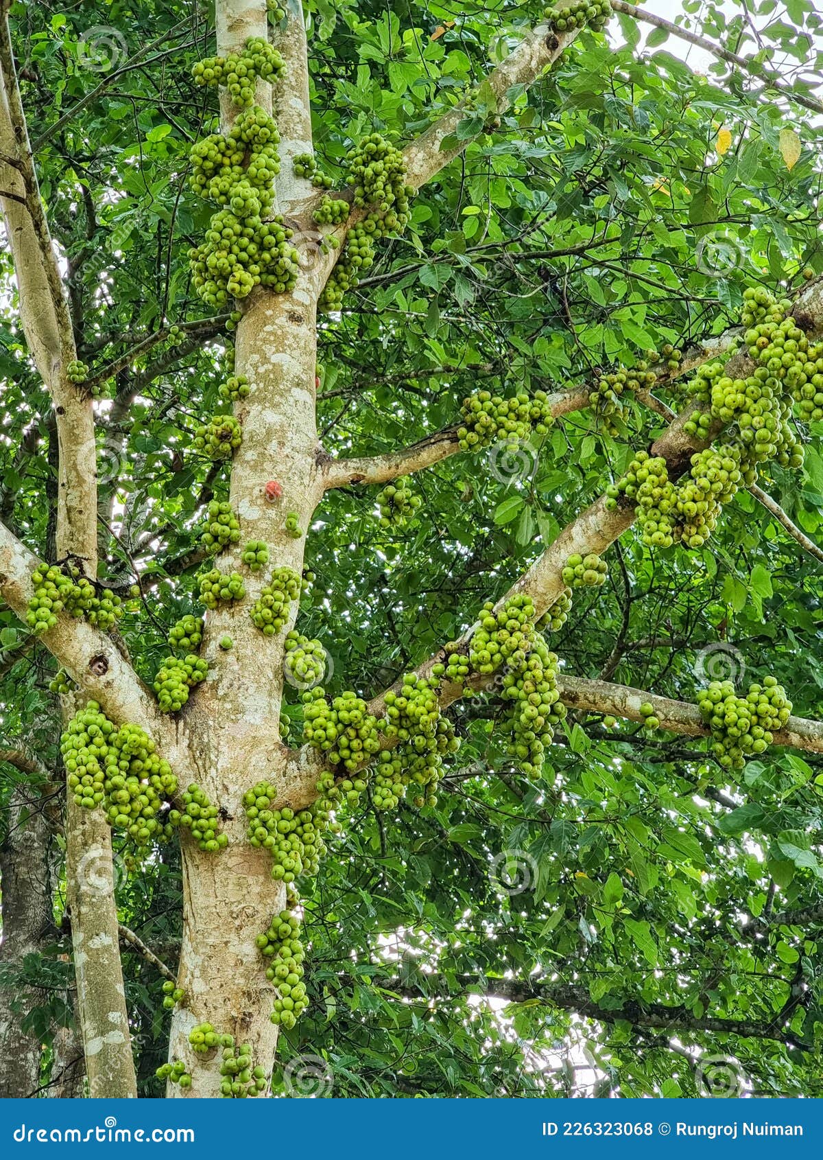 Fresh Fruit on the Tree in the Forest Stock Photo - Image of sunset ...