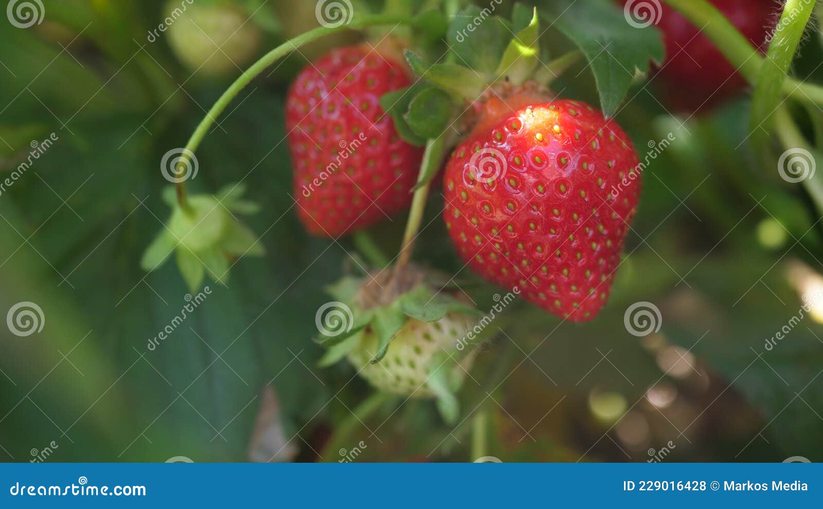Fresh Fruits on the Green Field Stock Photo - Image of fruits, field ...