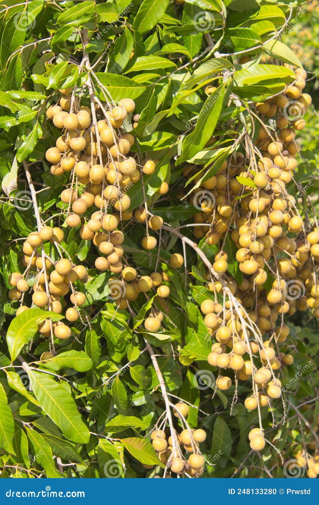 Fresh Fruits Longan in Garden Stock Photo - Image of chiang, farmer ...