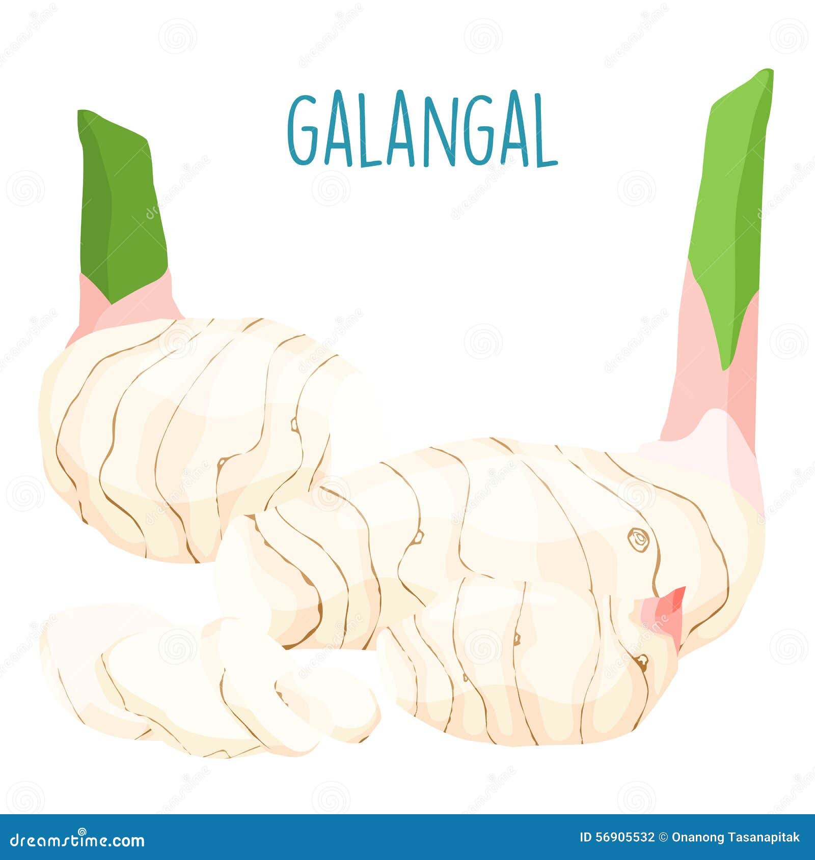 Galangal Root Isolated On White. Galangal Is A Rhizome Of Plants In The ...