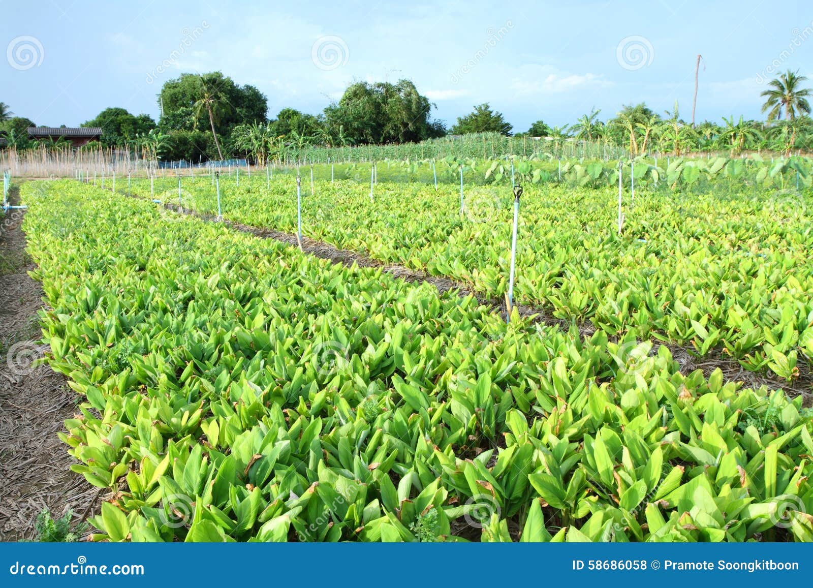 Fresh galingale field stock photo. Image of ginger, galingale - 58686058