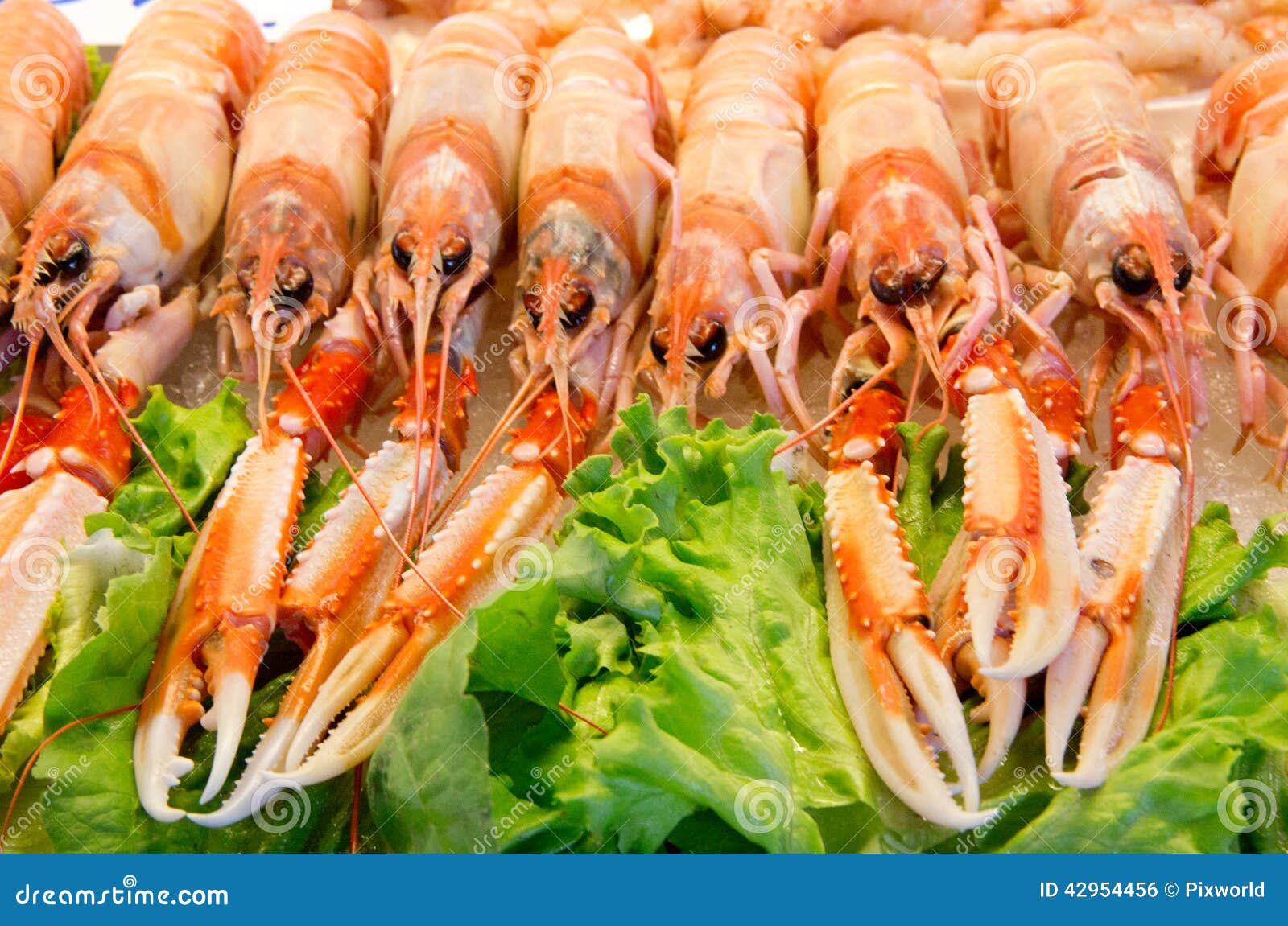 Fresh gambers stock photo. Image of food, octopus, shrimps - 42954456