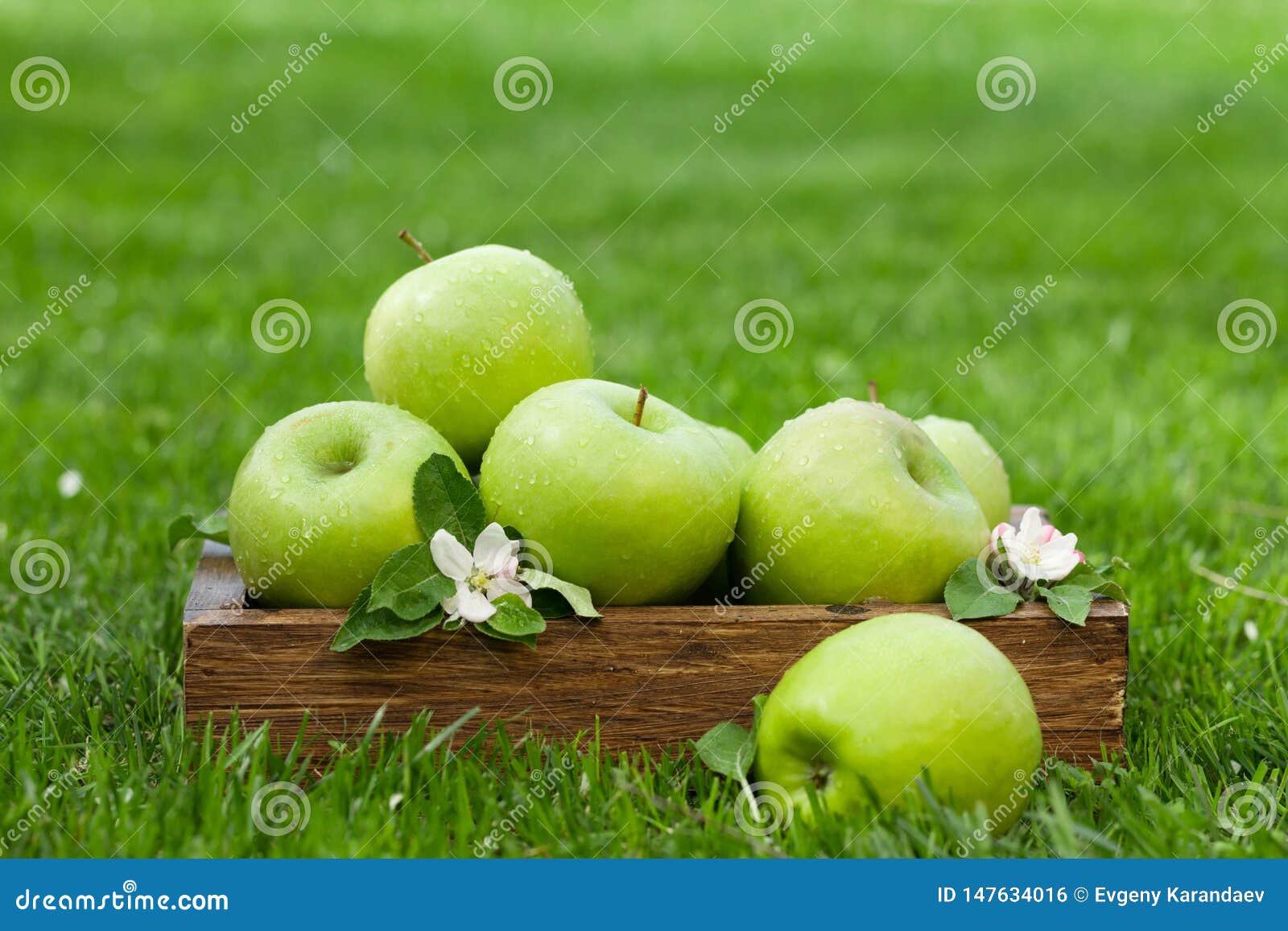 Fresh garden apples in box stock photo. Image of natural - 147634016