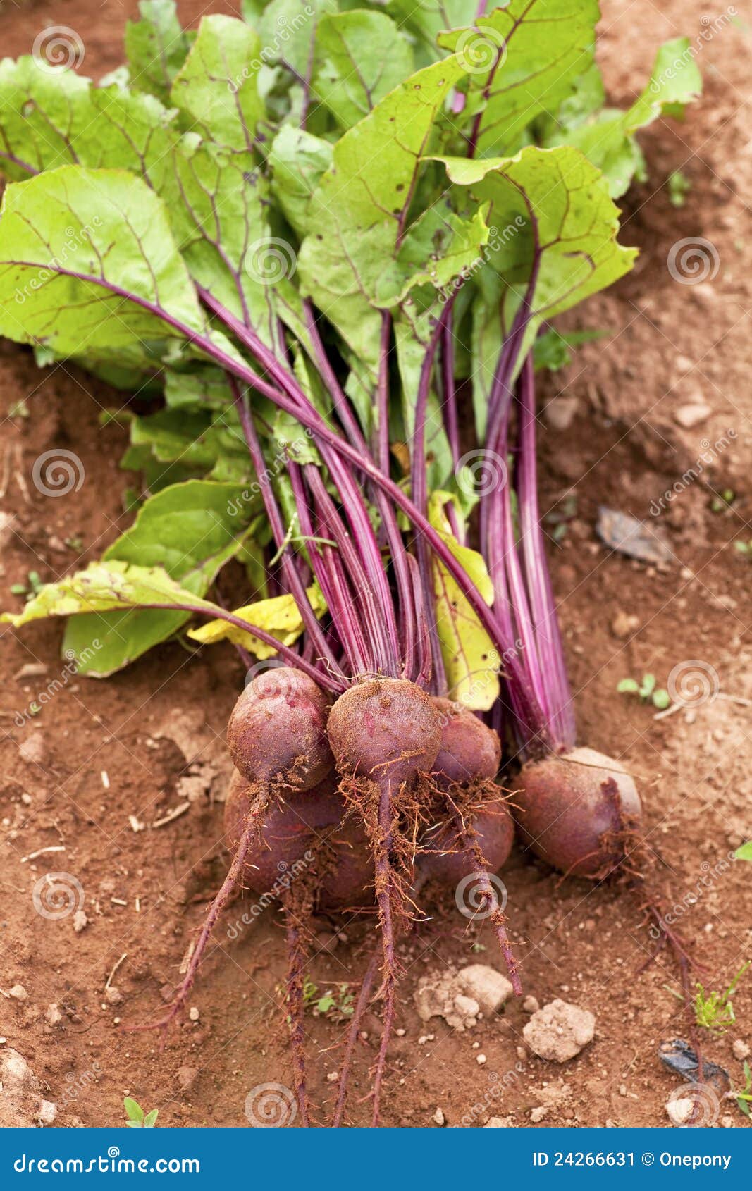 Fresh Garden Beets stock image. Image of crop, bunch - 24266631