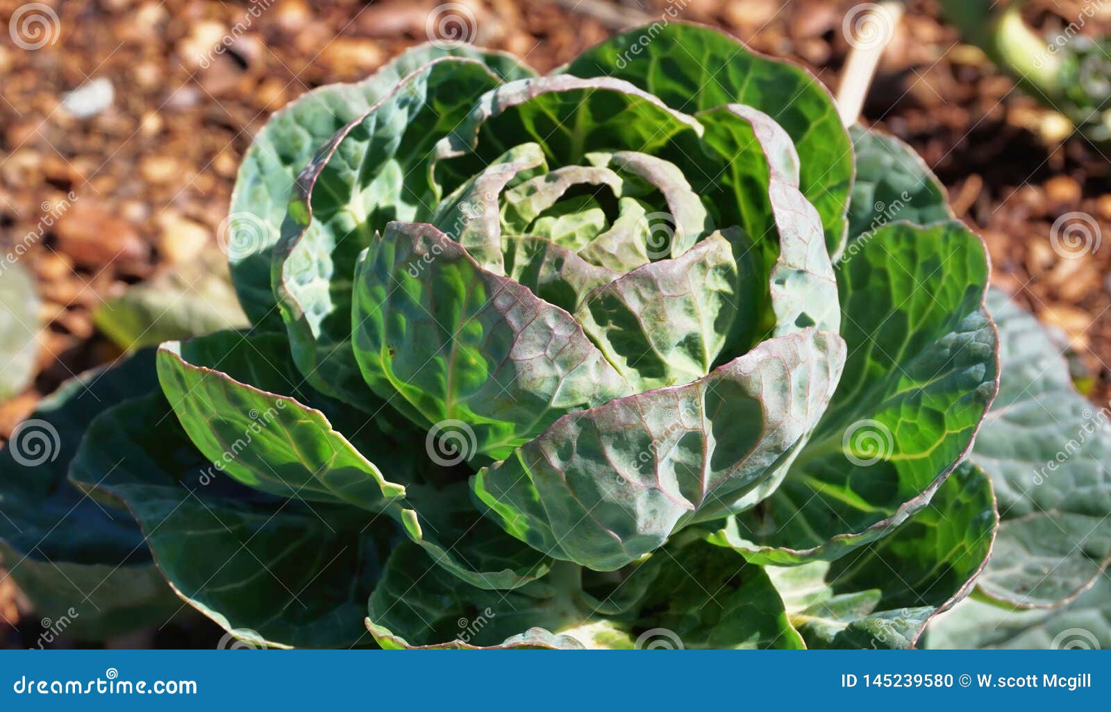 Fresh Garden Cabbage stock photo. Image of organic, produce - 145239580