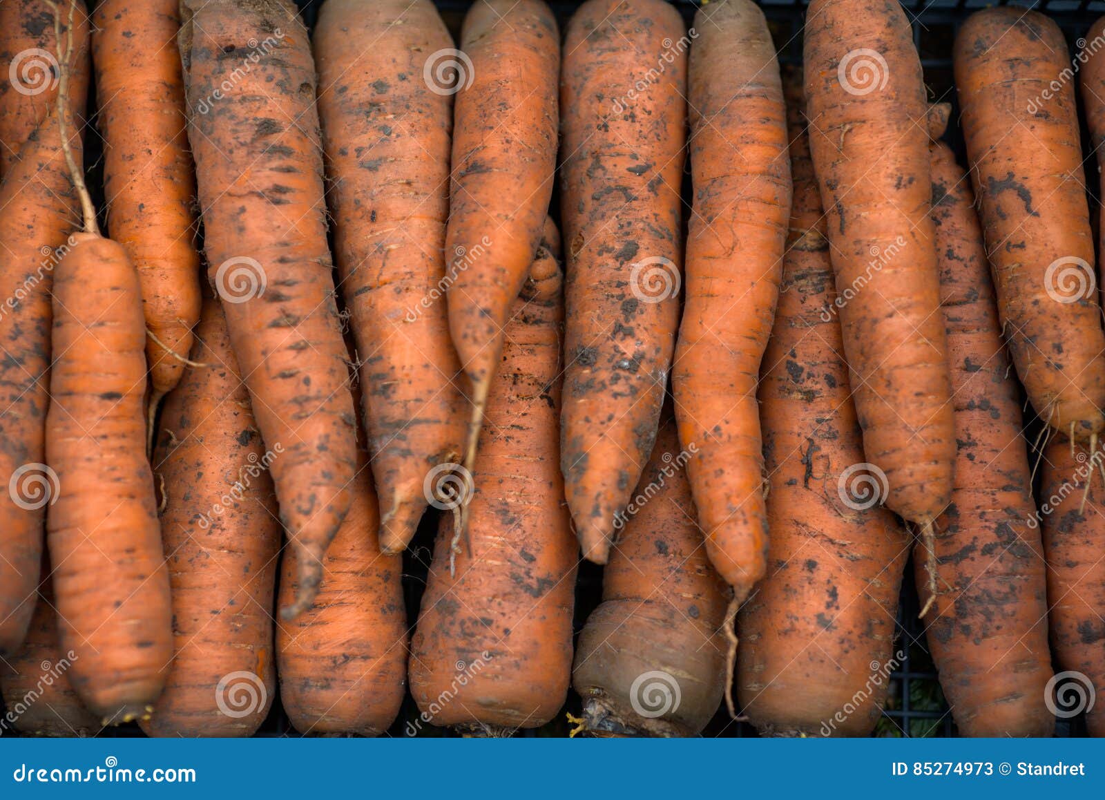 Fresh garden carrots stock image. Image of fresh, root - 85274973