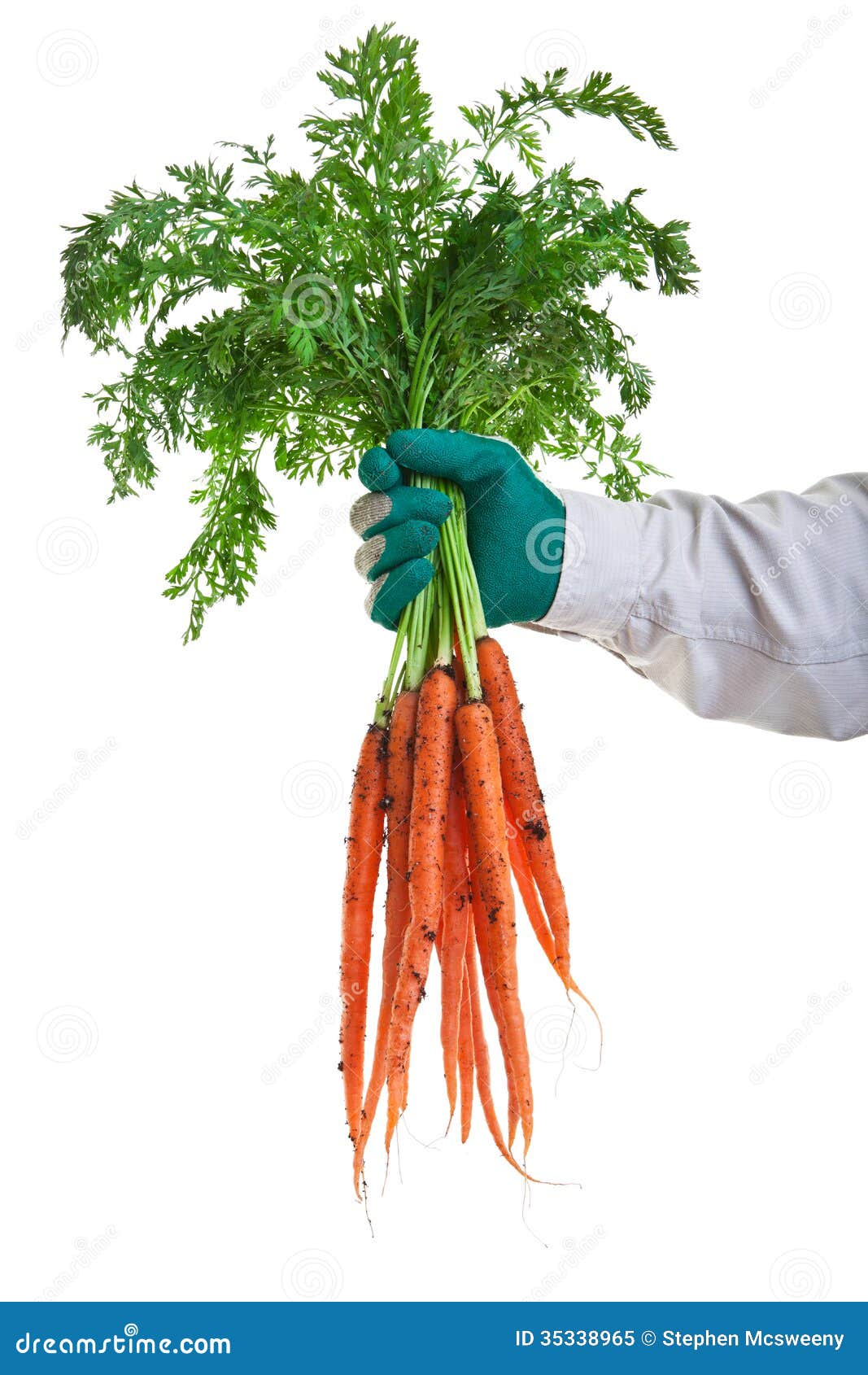 Fresh Garden Carrots stock image. Image of garden, group - 35338965