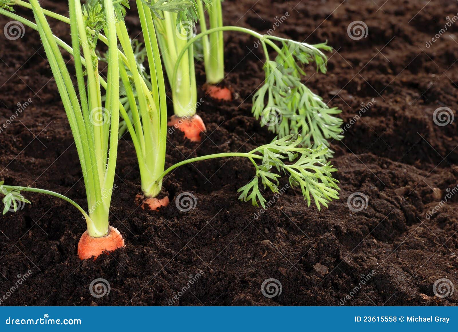 Fresh Garden Carrots Shallow DOF Stock Photo - Image of food, ripe ...