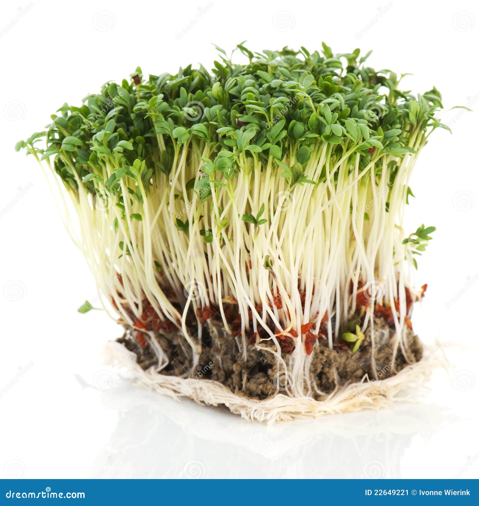 Fresh garden cress stock image. Image of garden, white - 22649221