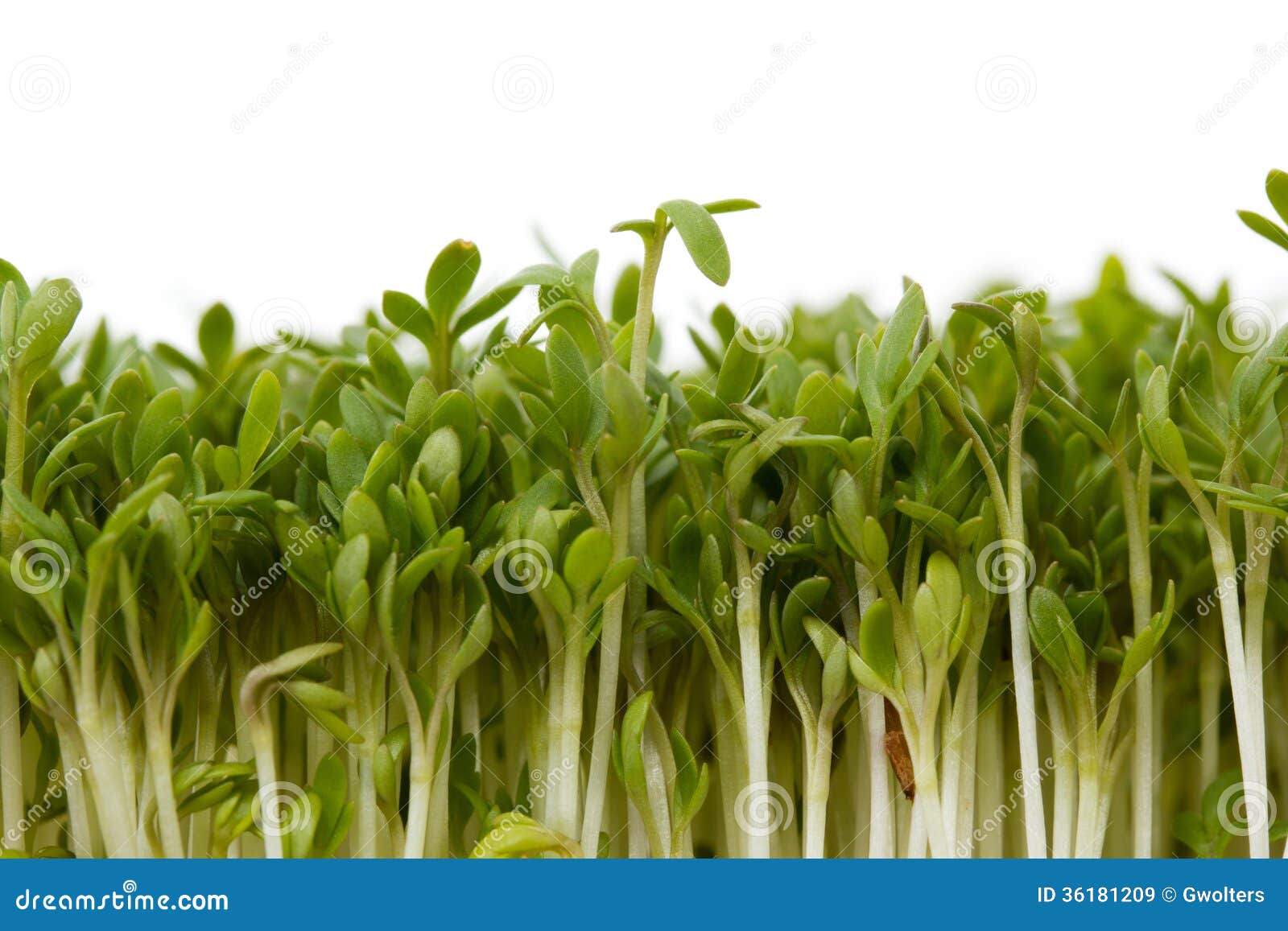 Fresh garden cress stock image. Image of medicine, garden - 36181209