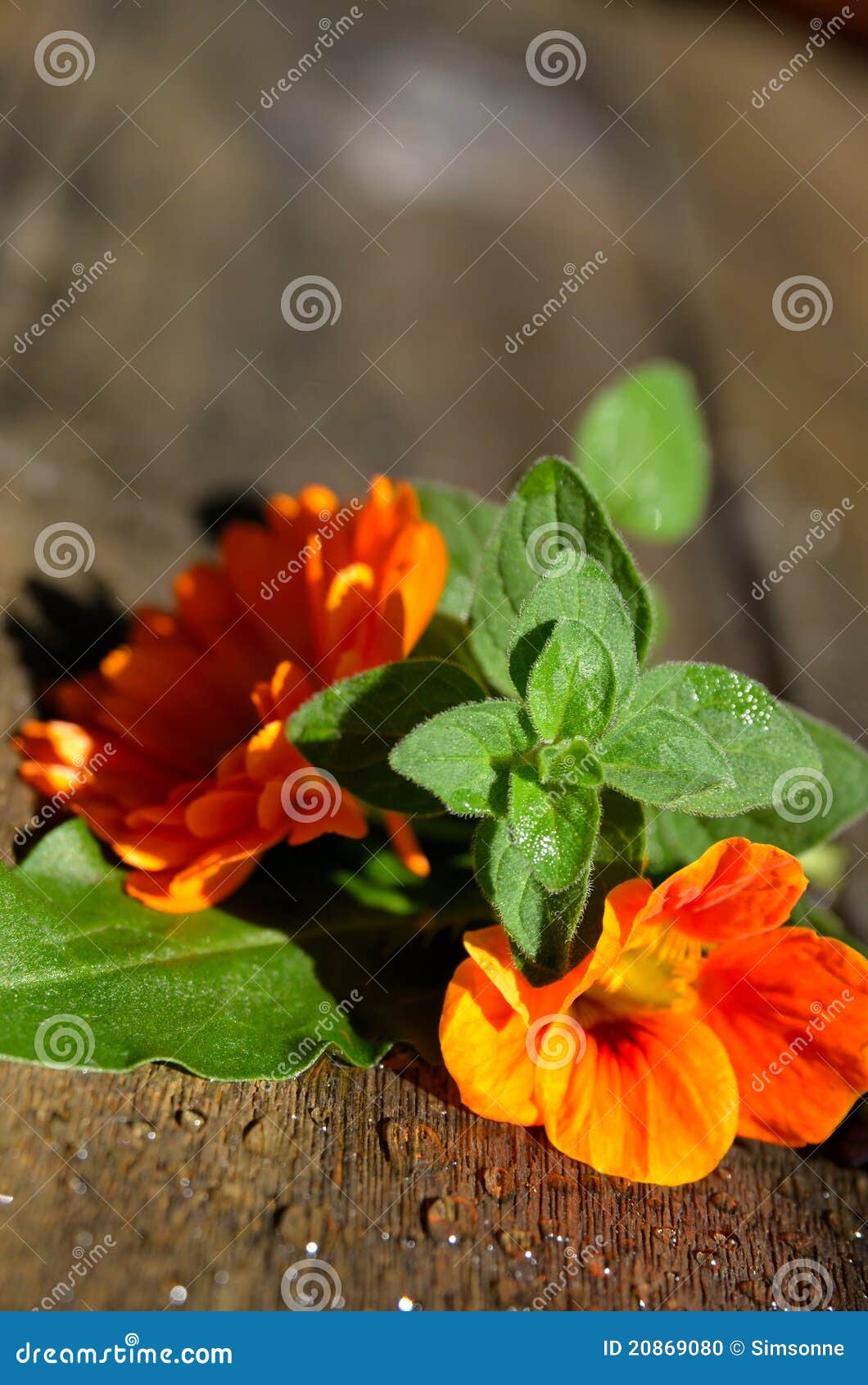 Fresh garden Flower herbs stock photo. Image of healthy - 20869080