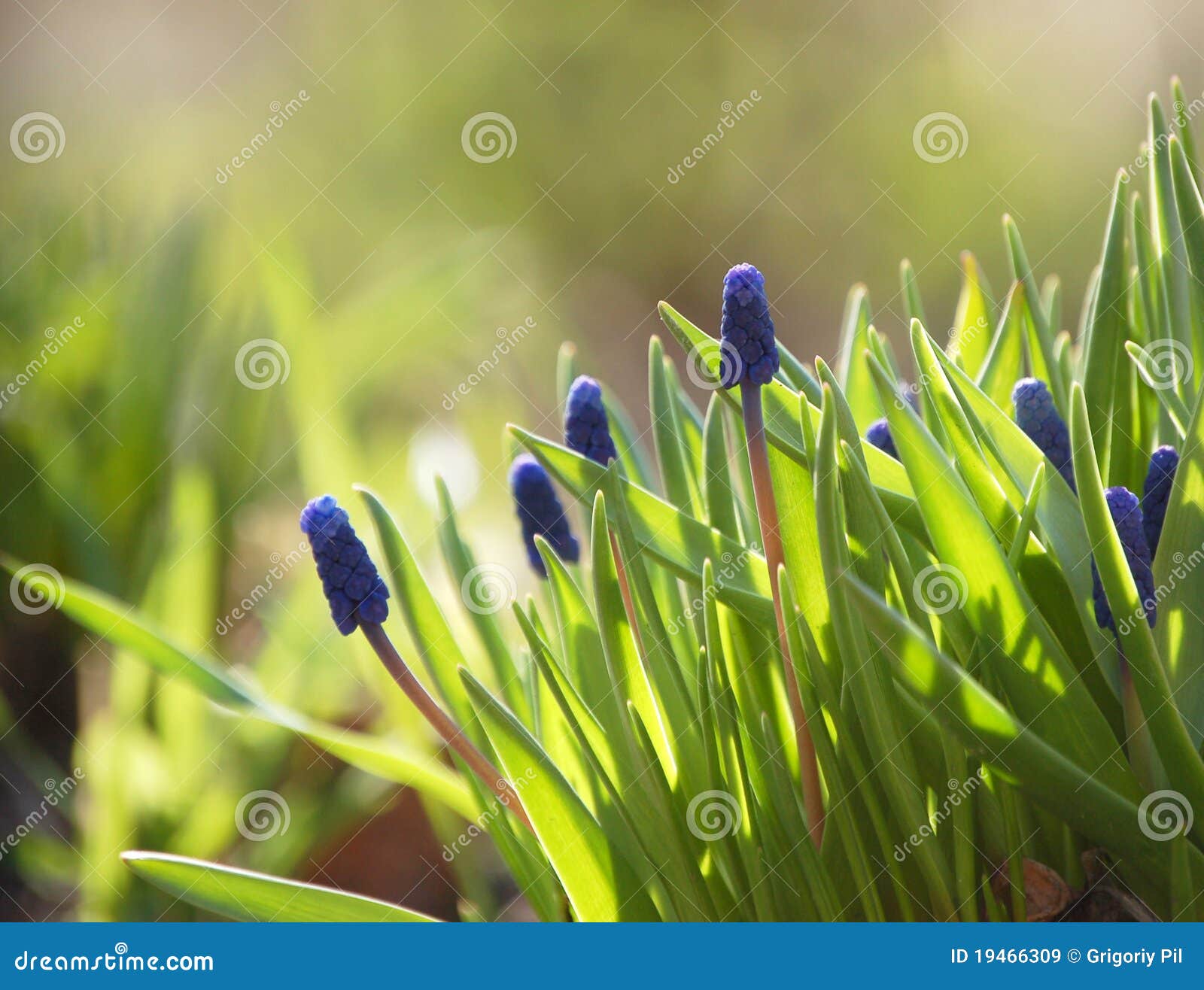 Fresh garden flowers. stock image. Image of blooming - 19466309