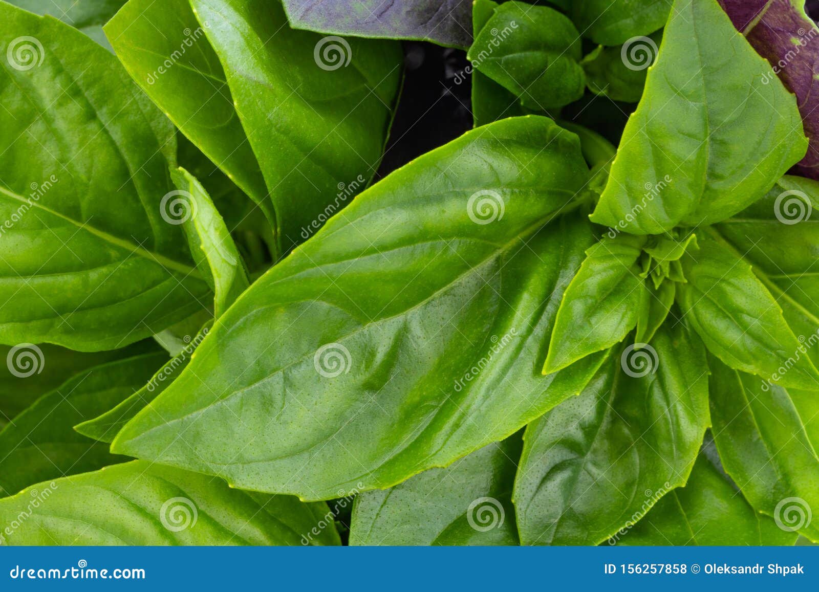 Fresh Garden Herbs. Green Basil, Background Texture Stock Photo - Image ...