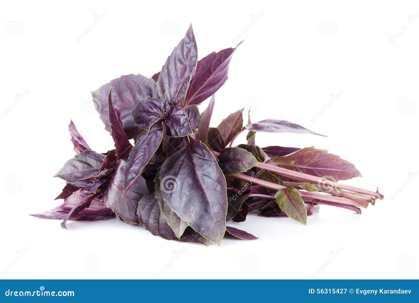 Fresh Garden Herbs. Purple Basil Stock Image - Image of nature, organic ...
