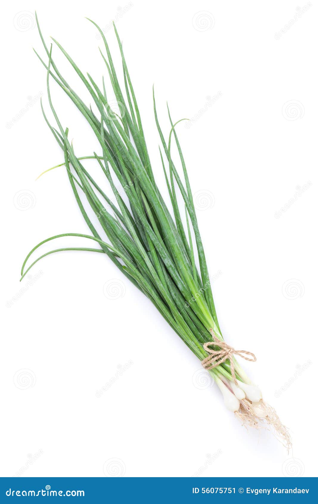 Fresh Garden Herbs. Spring Onion Stock Image - Image of background ...