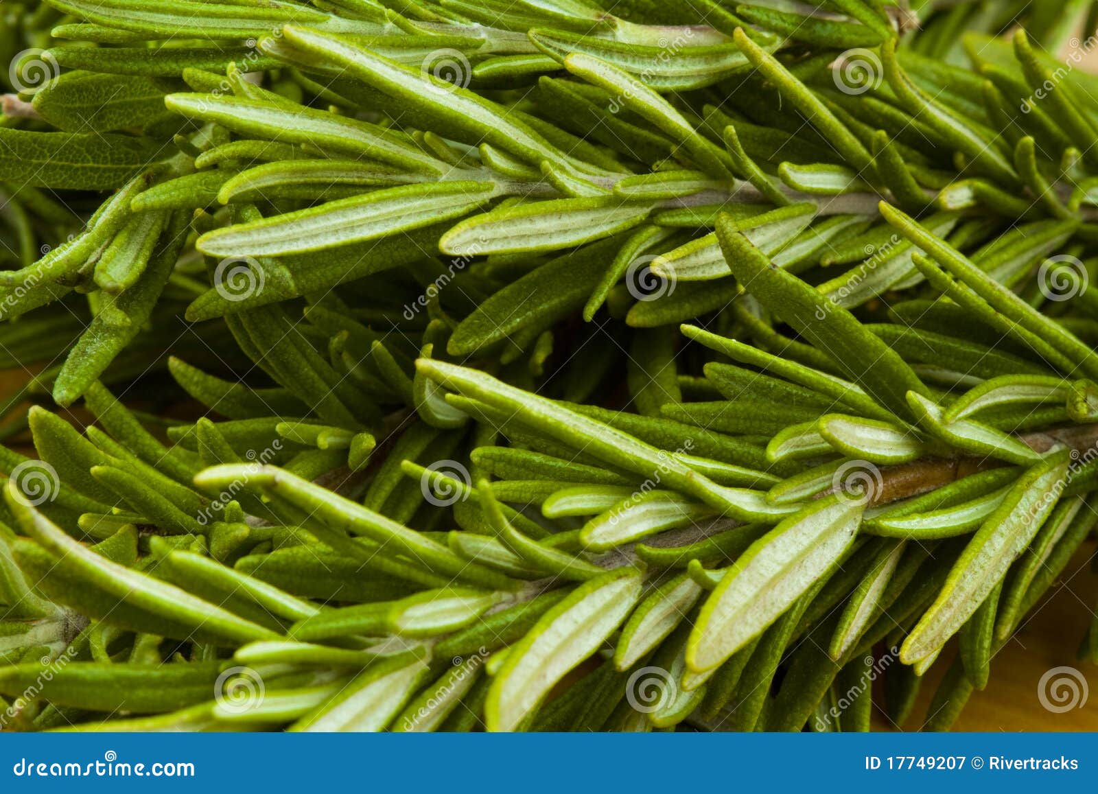 Rosemary Herb And Essence Stock Photography | CartoonDealer.com #11666900