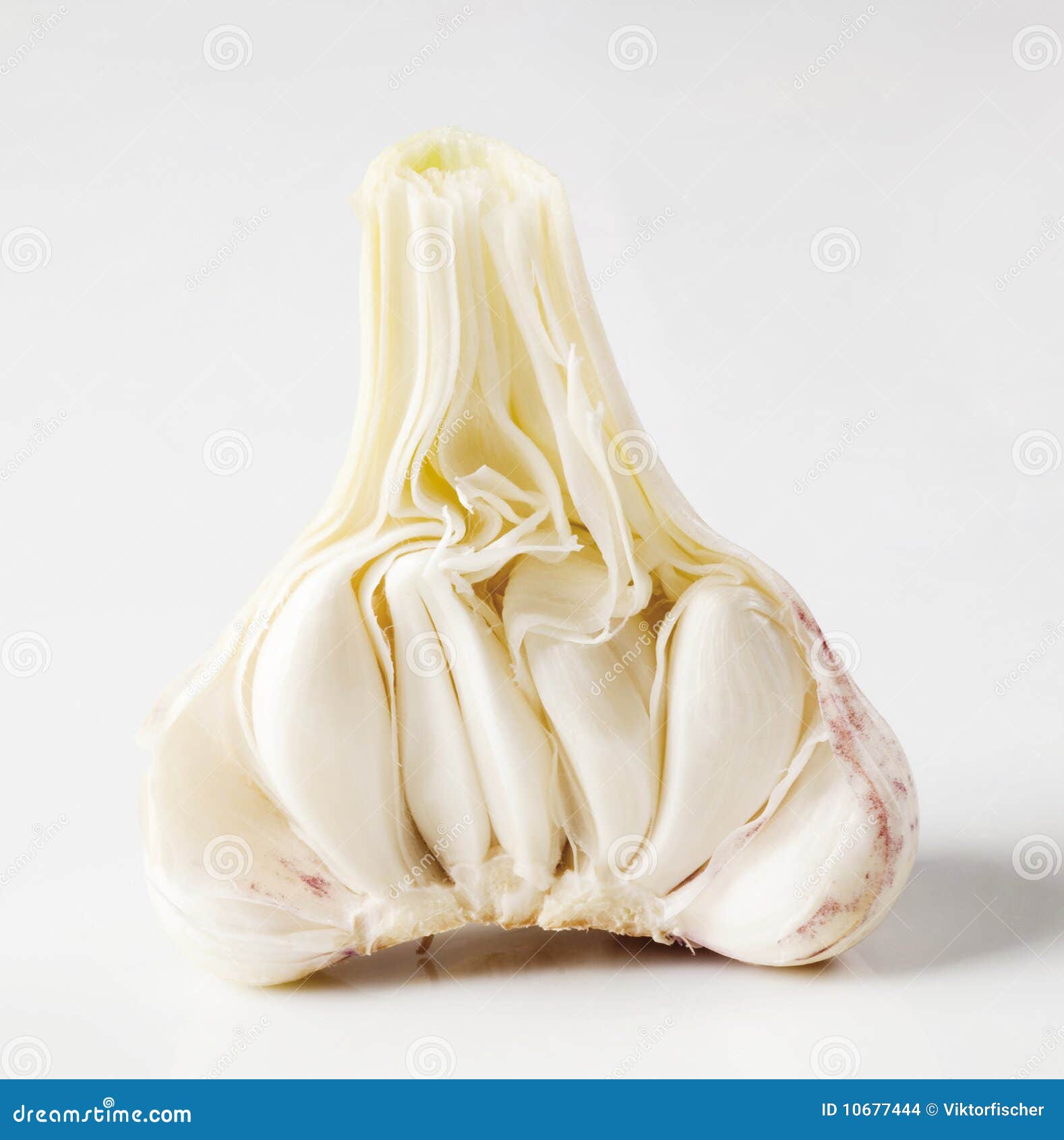 Fresh garlic stock photo. Image of studio, flavouring - 10677444