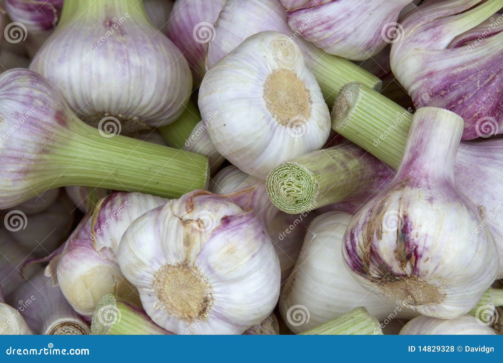 Fresh Garlic stock photo. Image of ingredients, onion - 14829328