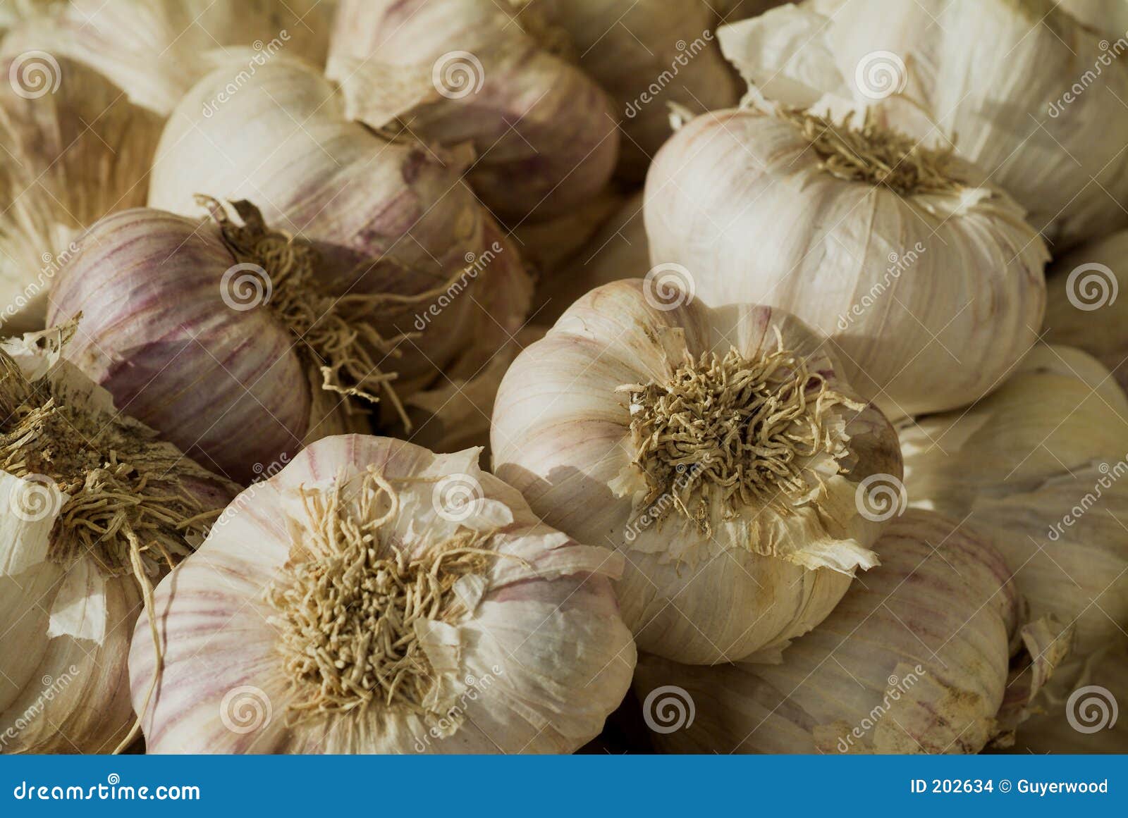Fresh garlic stock photo. Image of food, smell, france - 202634