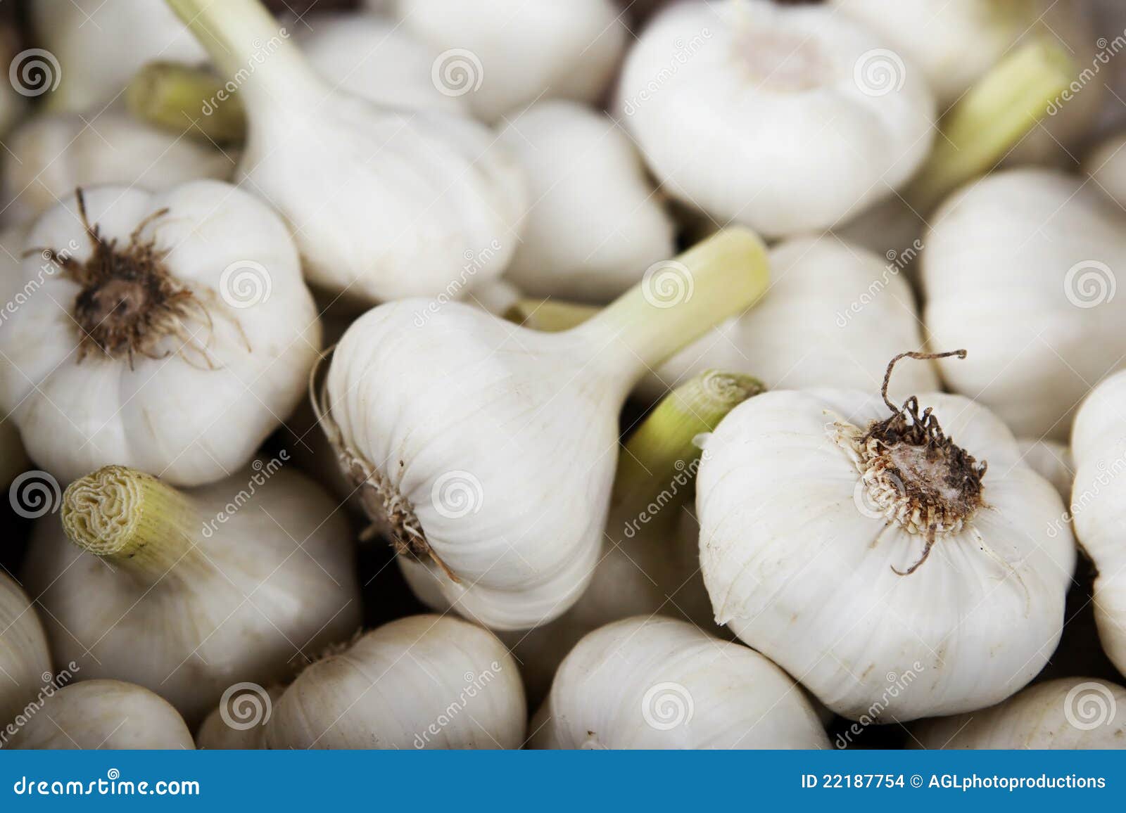 Fresh garlic stock photo. Image of allicin, diet, aroma - 22187754