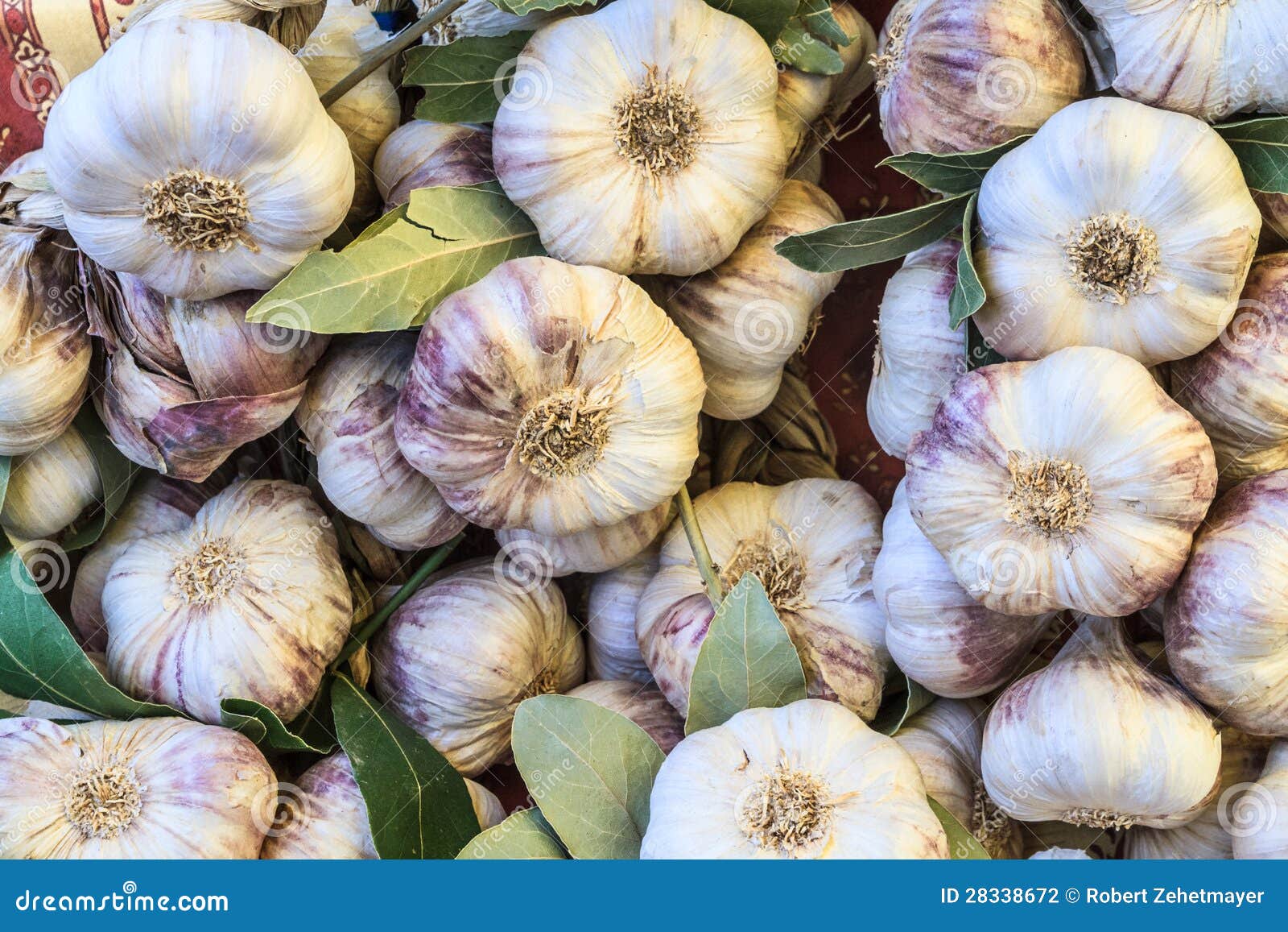 Fresh garlic stock photo. Image of flavoring, hanging - 28338672
