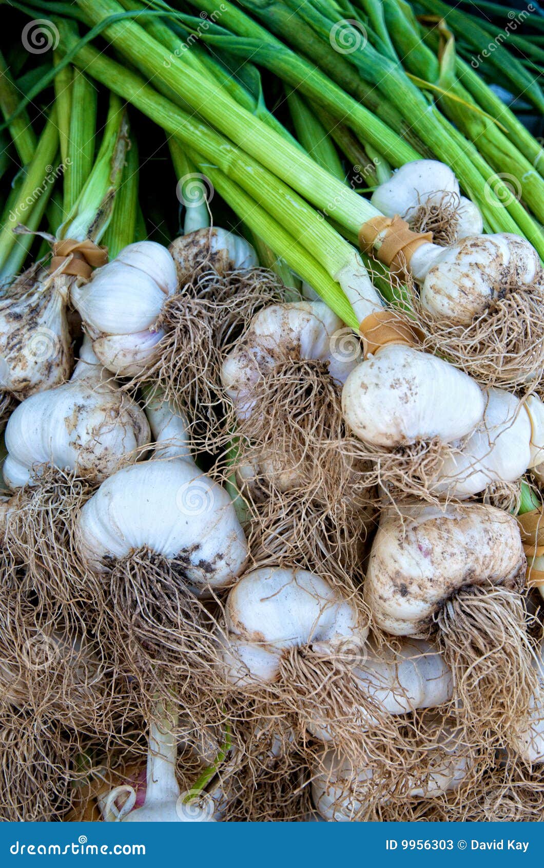 Fresh Garlic stock image. Image of fresh, nutrition, garlic - 9956303
