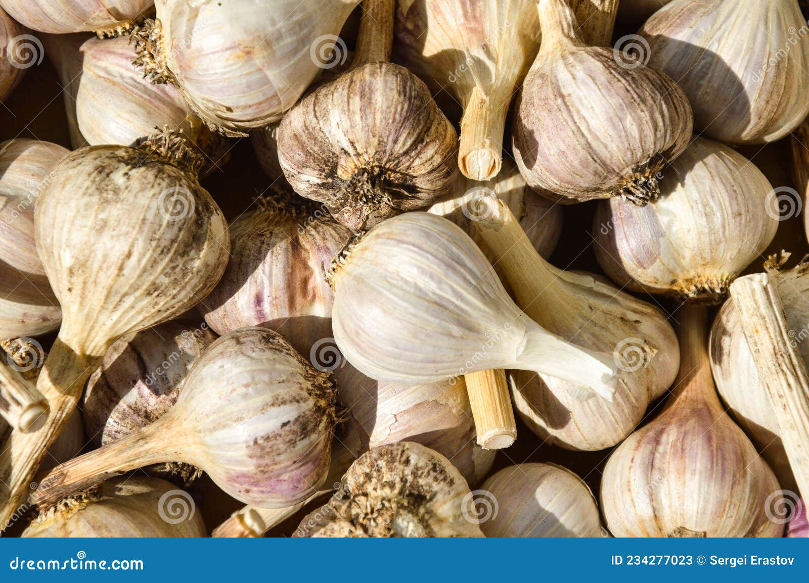 Fresh Garlic in Bulk, Dried in the Sun Stock Image - Image of drying ...