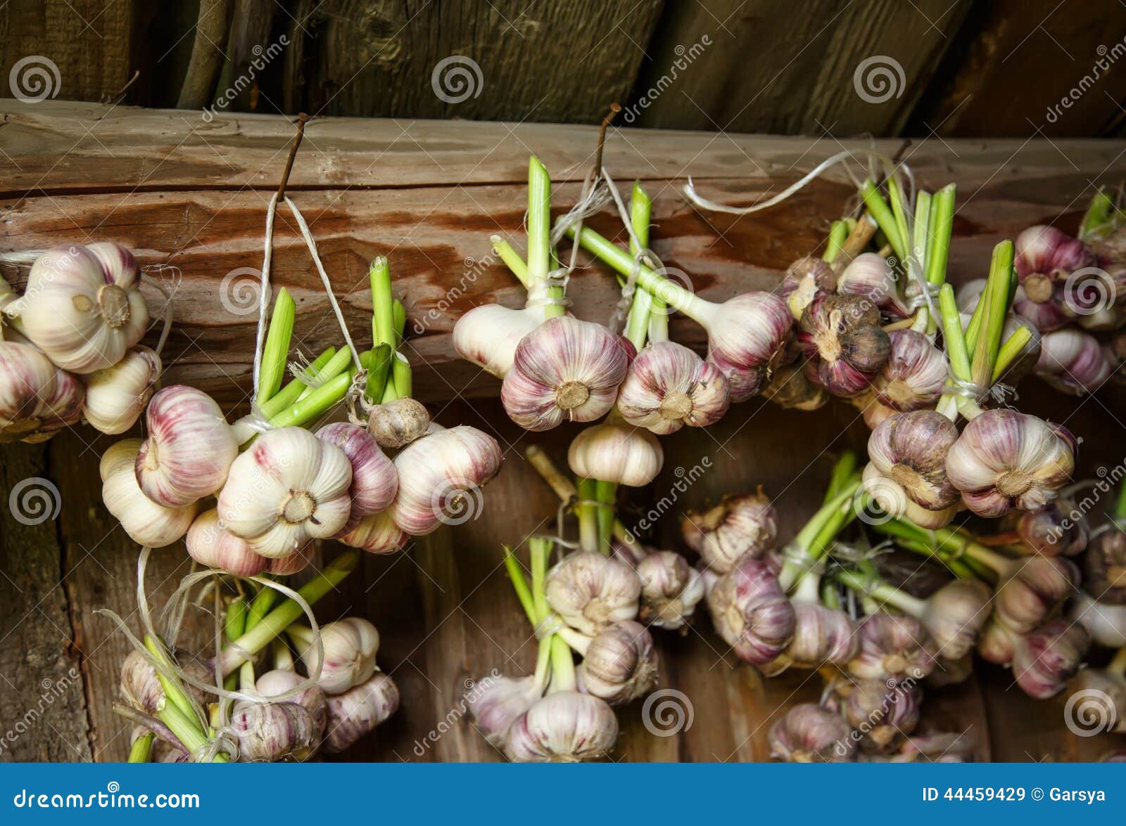 Fresh garlic in bunch stock image. Image of agriculture - 44459429