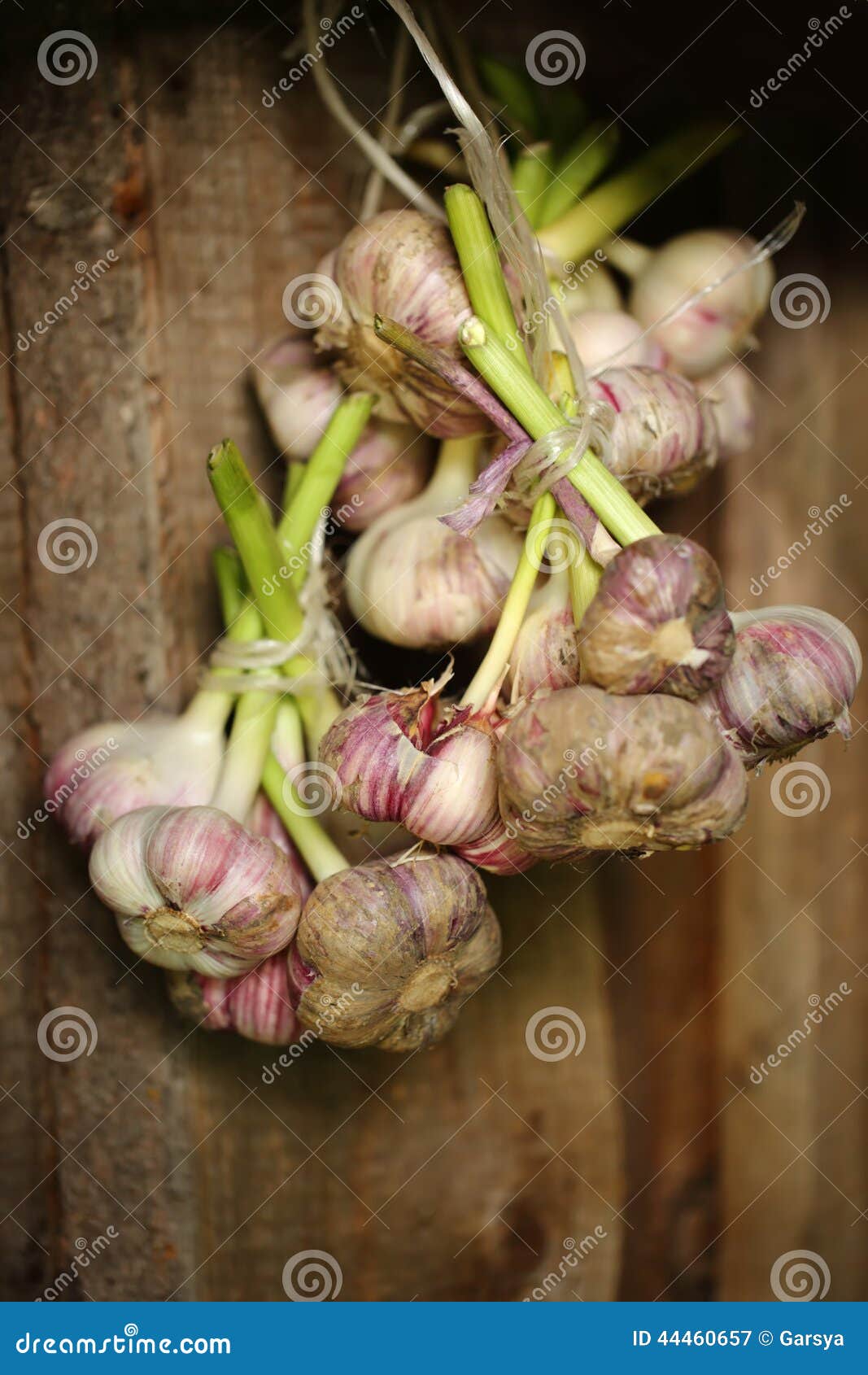 Fresh garlic in bunch stock image. Image of aromatic - 44460657