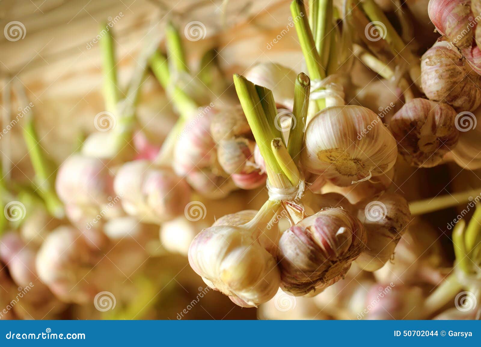 Fresh garlic in bunch stock photo. Image of rural, nutrition - 50702044