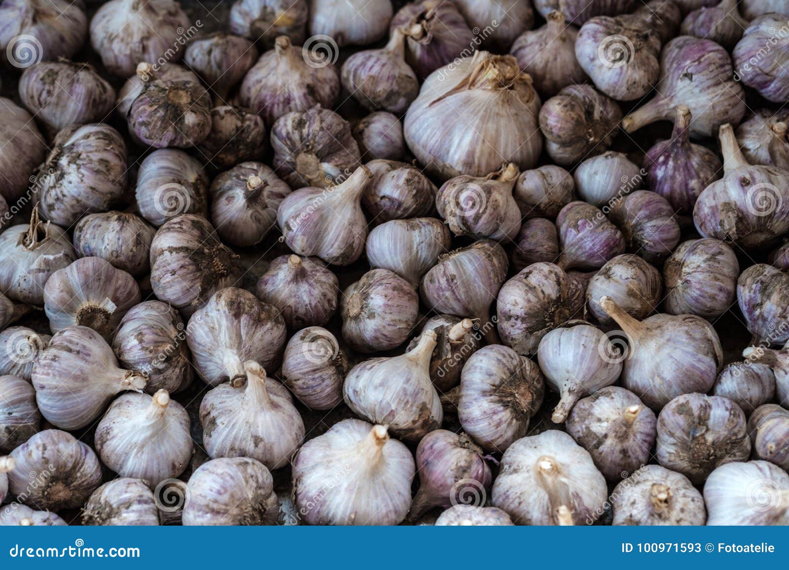 Fresh Garlic Close Up. Garlic Texture and Pattern Stock Image - Image ...